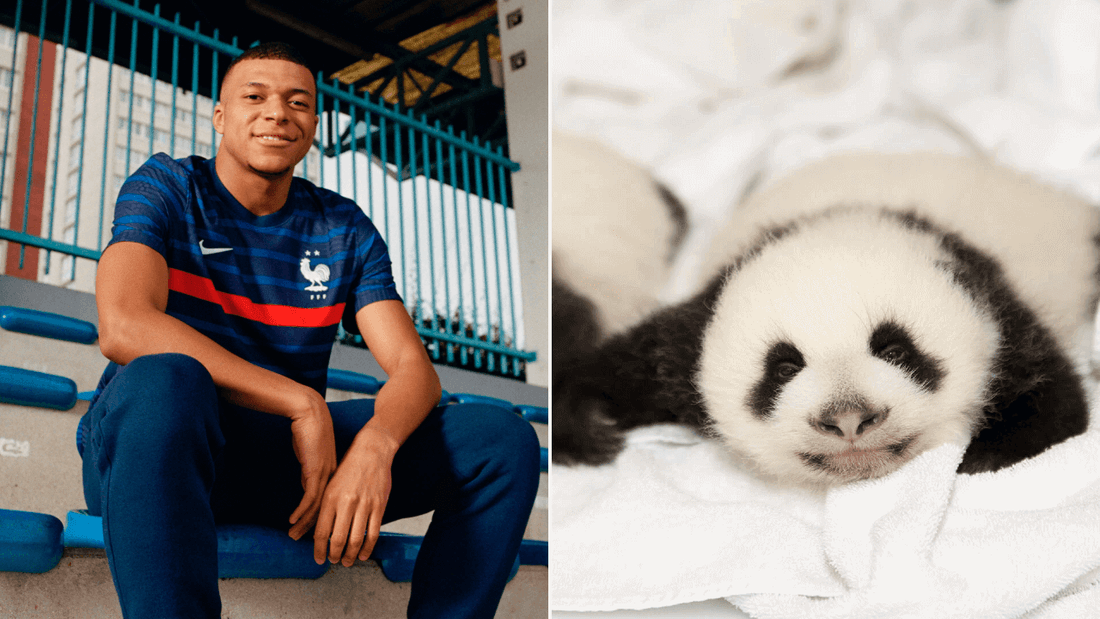 Kylian Mbappé sera le parrain d’un des bébés pandas du zoo de Beauval