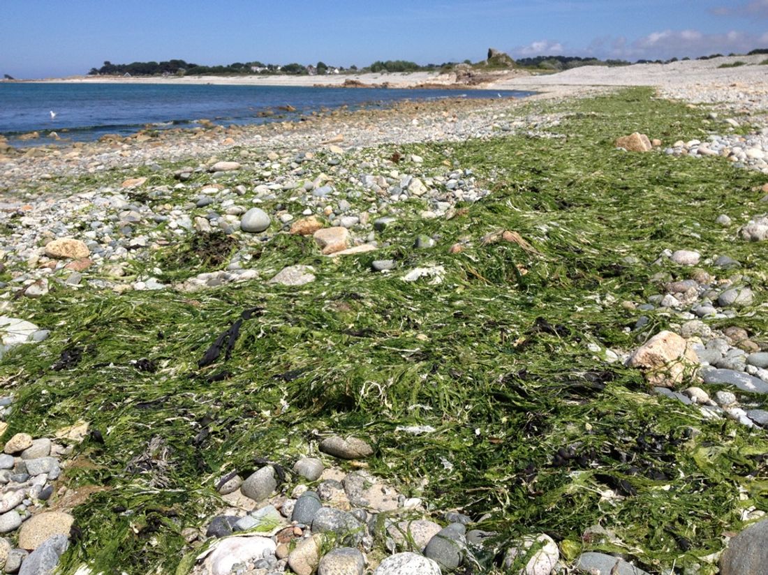 Les algues vertes de retour en Bretagne - HIT WEST