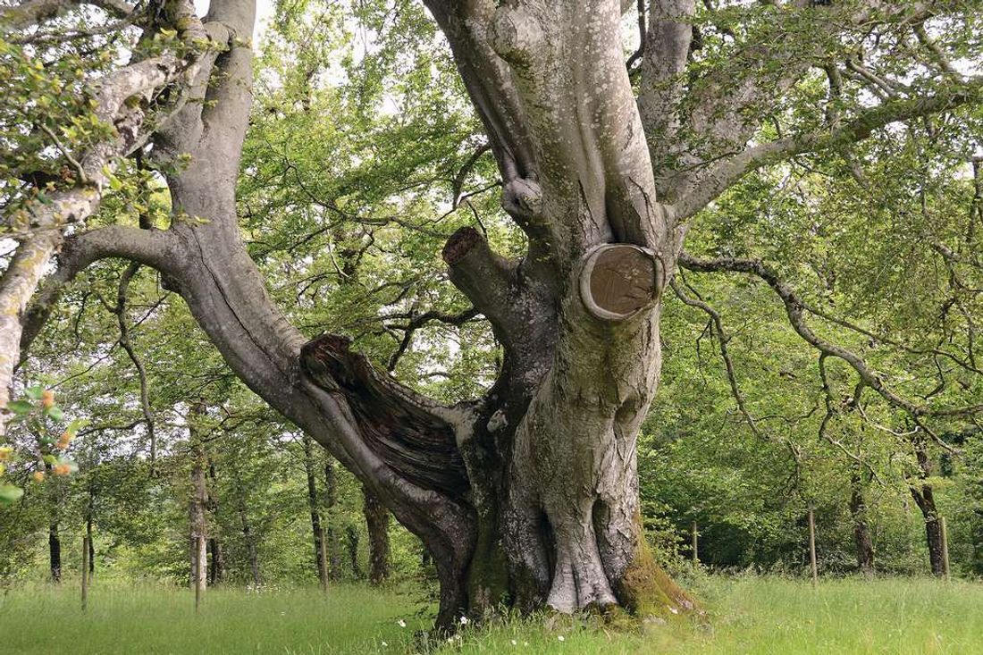 Le plus bel arbre de France, sera-t-il aussi élu plus bel arbre ...