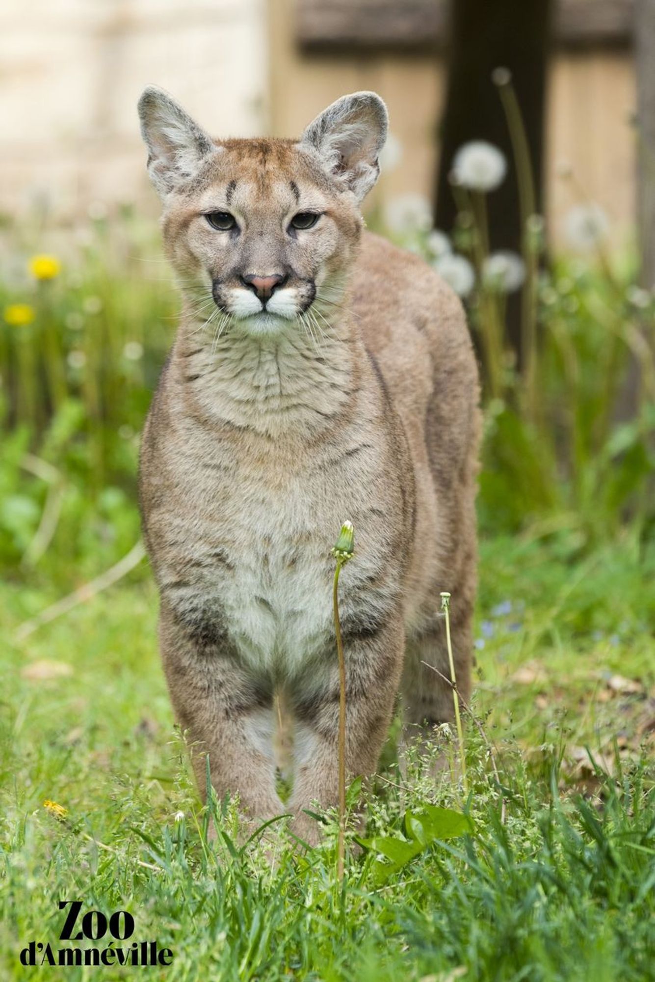 La nouvelle vedette du Zoo d’Amnéville : Nacho un puma de 8mois