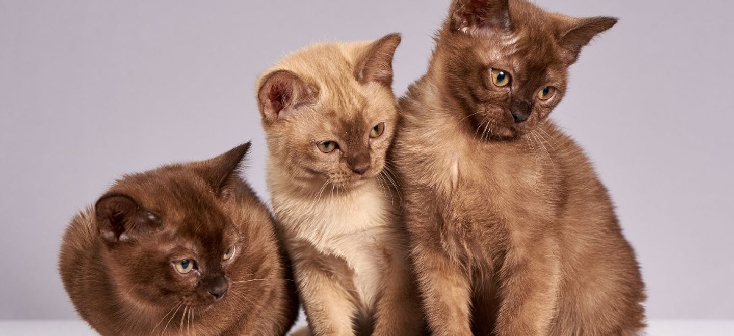 Découvrez Wilfred, le chat le plus laid d’Internet (photos) - BLACKBOX