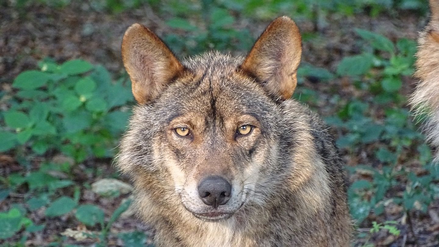 Meurthe-et-Moselle : le loup de retour?