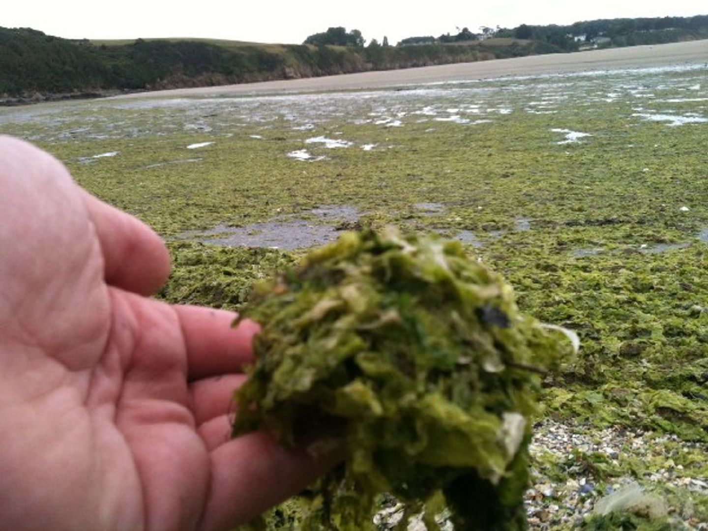 Les algues vertes en Morbihan inquiètent Eau et Rivières de Bretagne ...