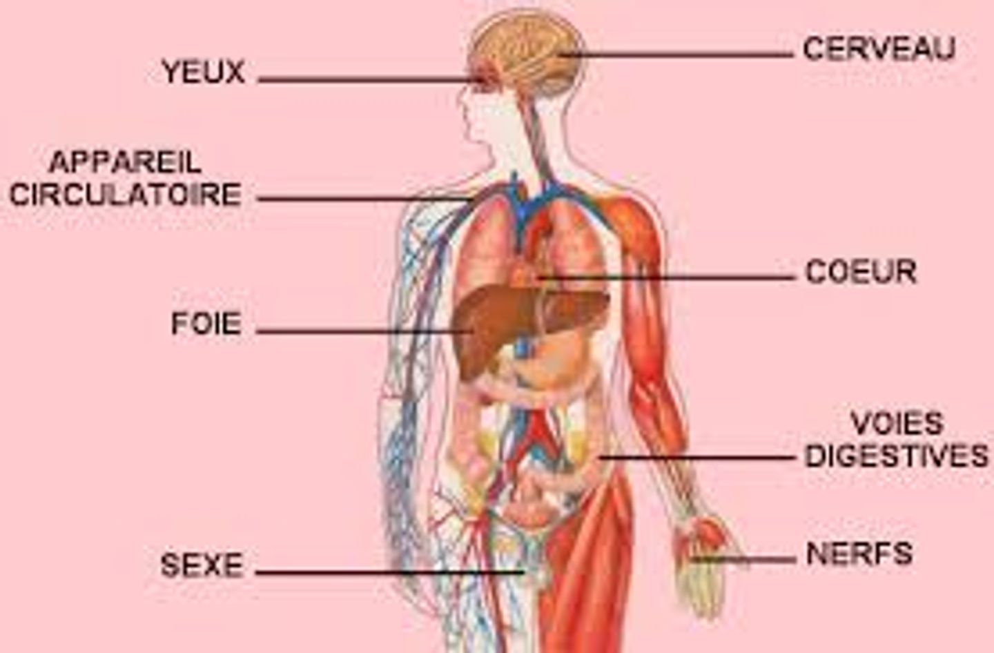 Le corps humain cette incroyable créature, la preuve en 11 points