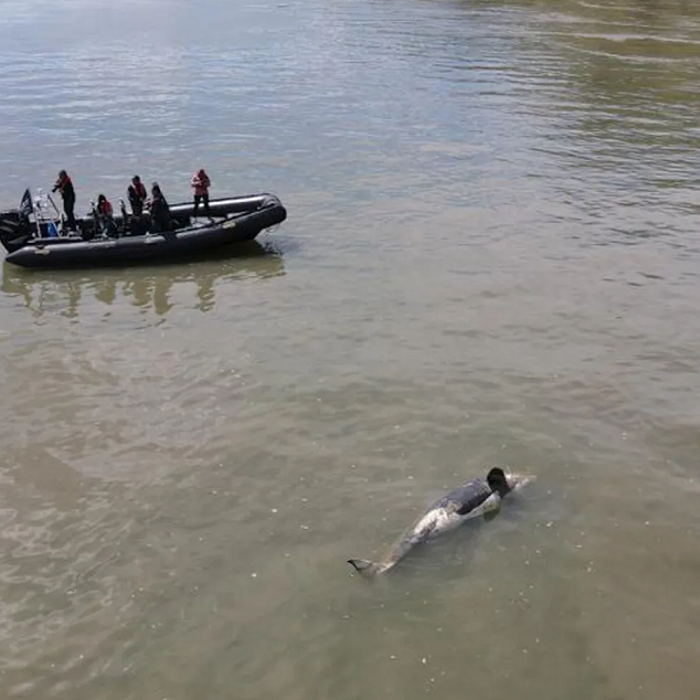 Orque morte dans la Seine : une balle a été retrouvée dans le crâne de ...