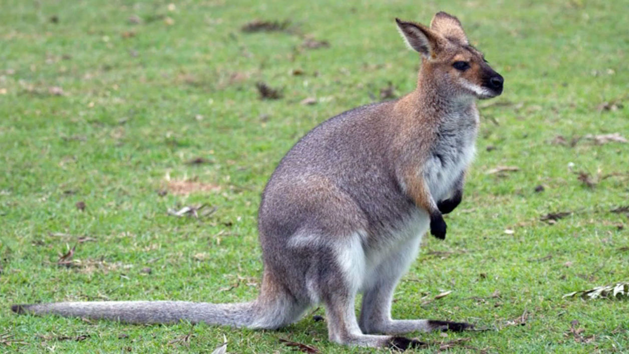 Un wallaby du zoo de Saint-Martin-la-Plaine dans la nature entre Loire ...